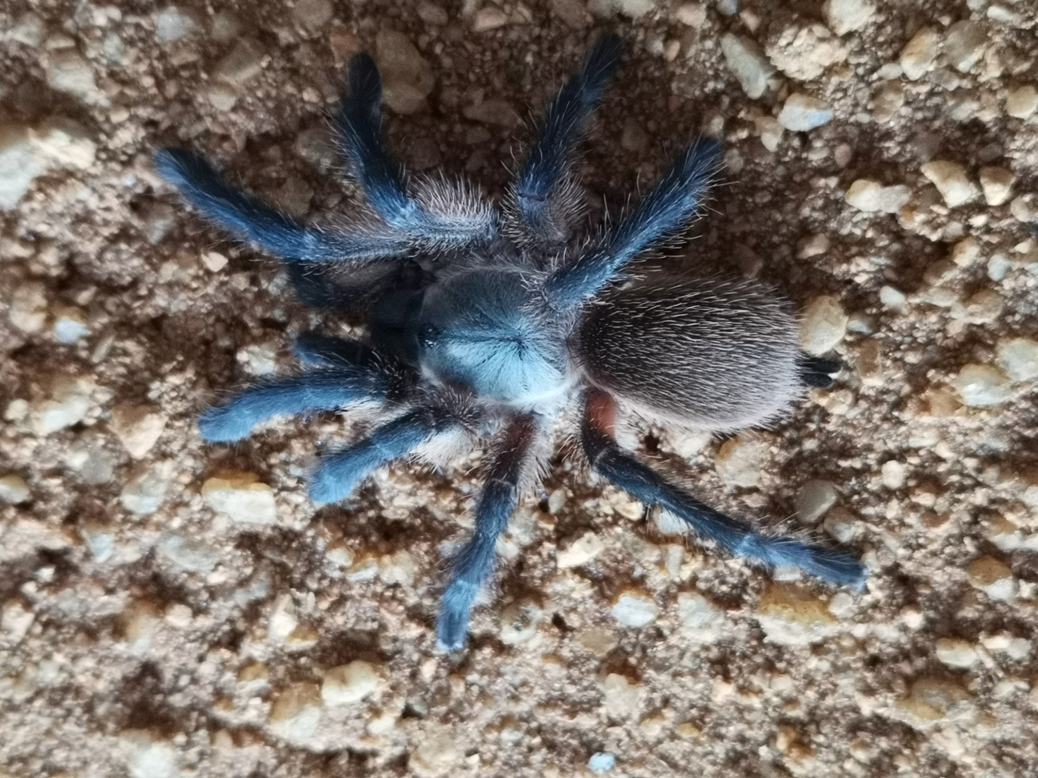 Monocentropus balfouri Female (7-8cm) Socotra Island Blue Baboon X10