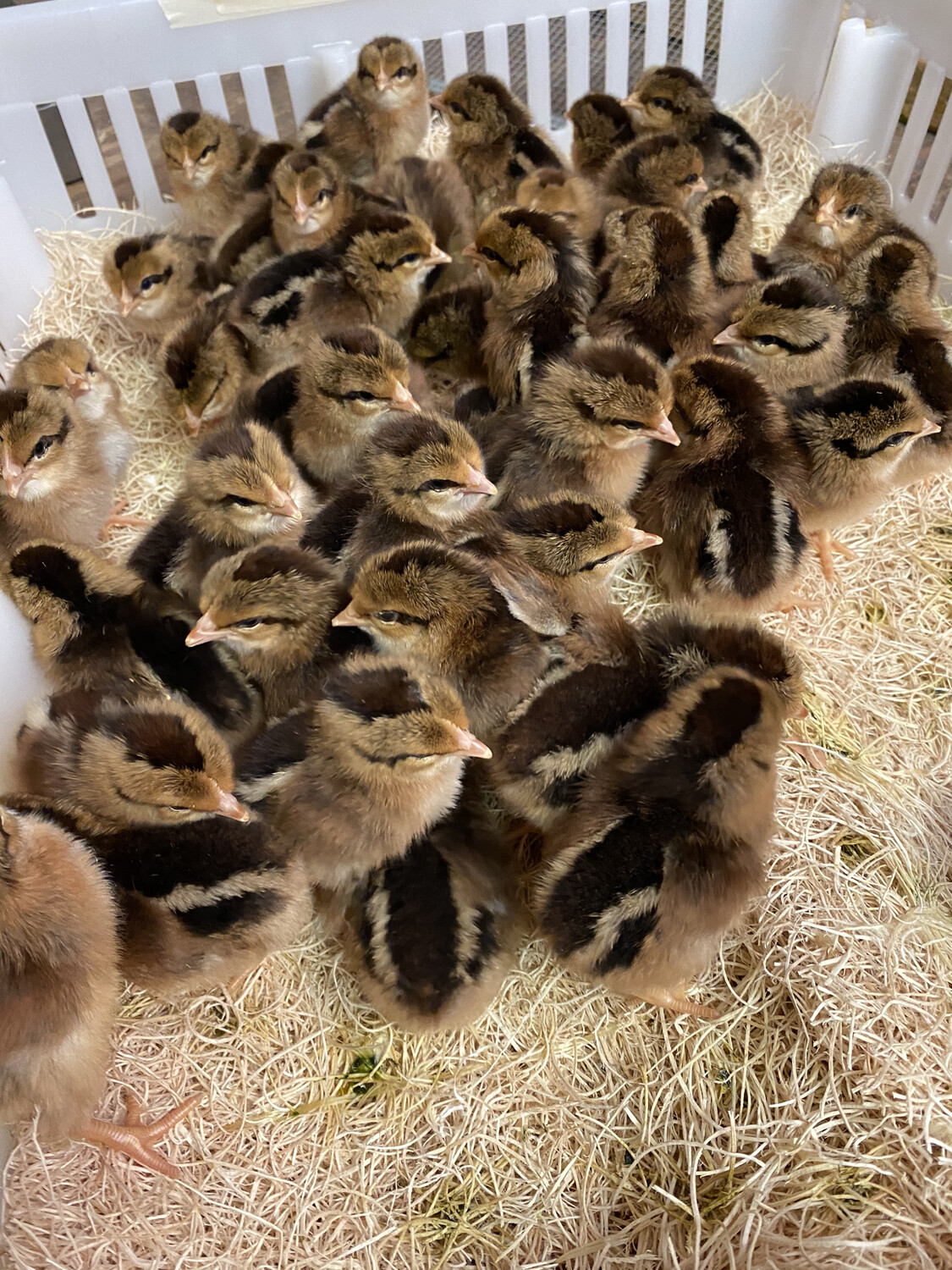 Brown Leghorn Chicks