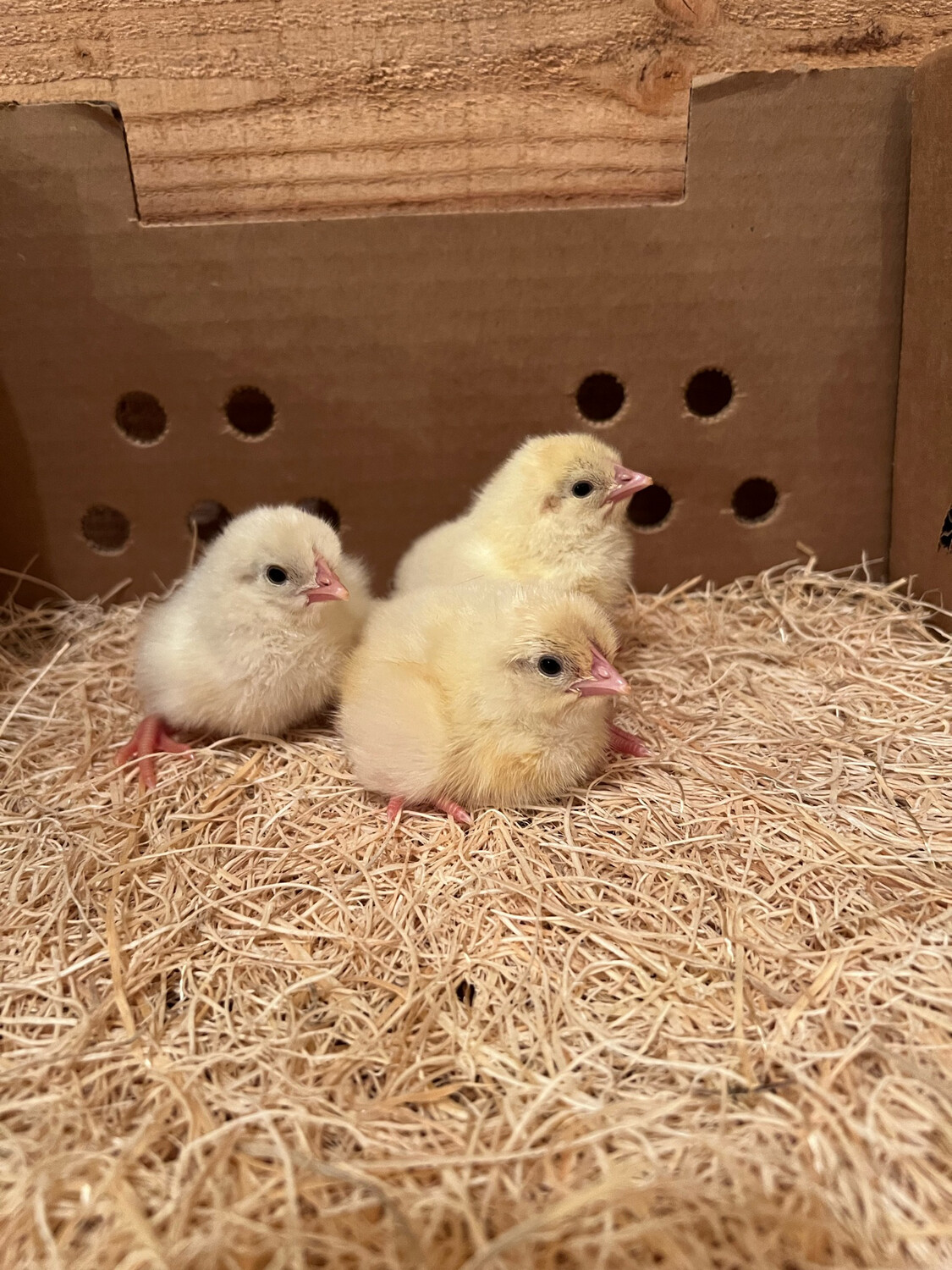 White Leghorn Baby Chicks White Leghorn Chickens Baby Chicks For