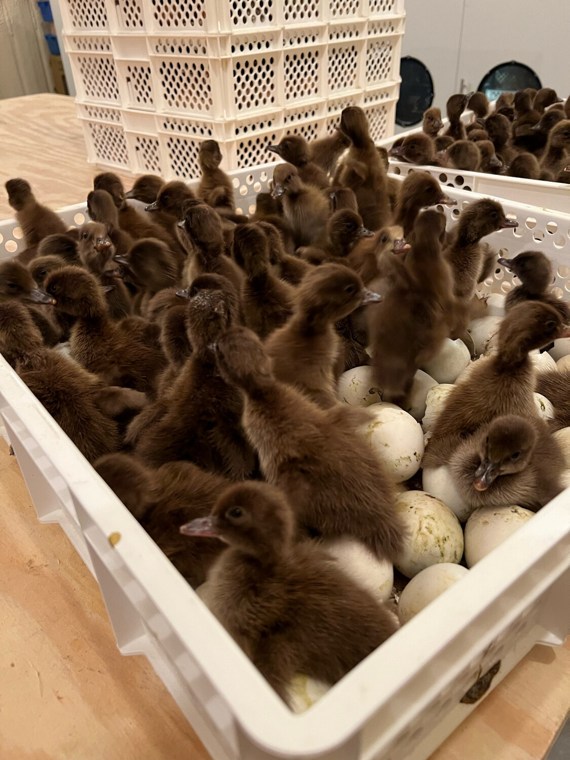 Khaki Campbell Ducklings