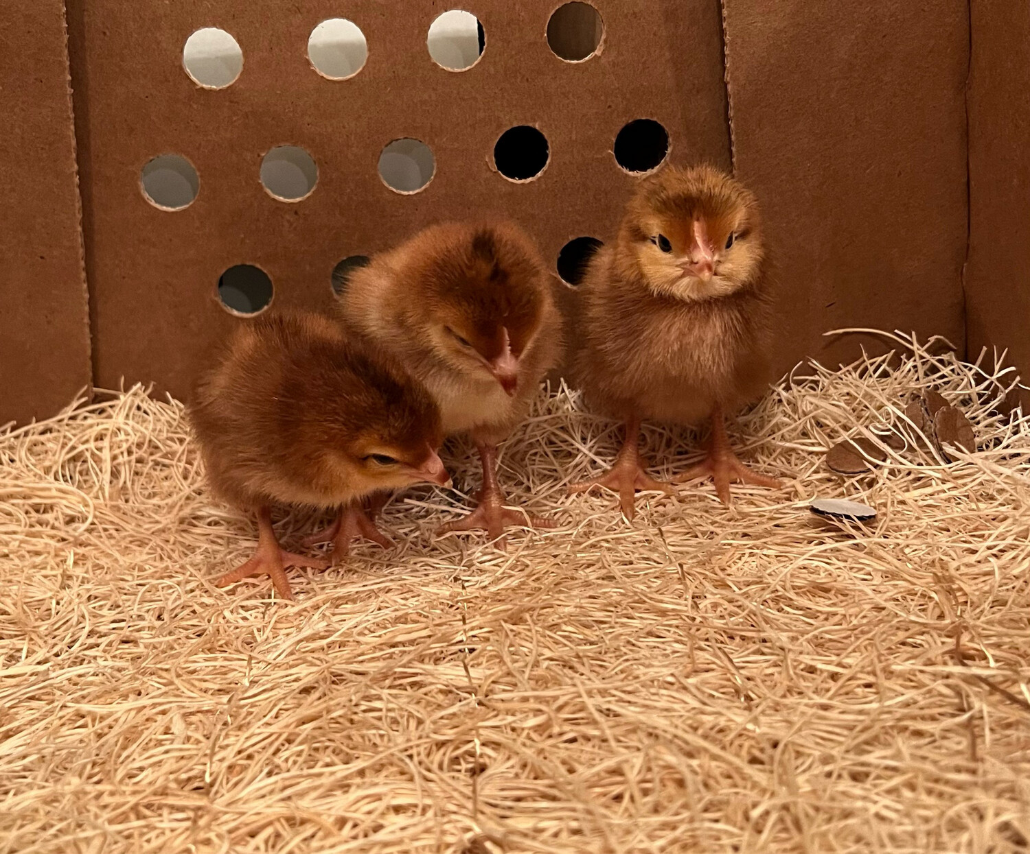 Road Island Red Chicks