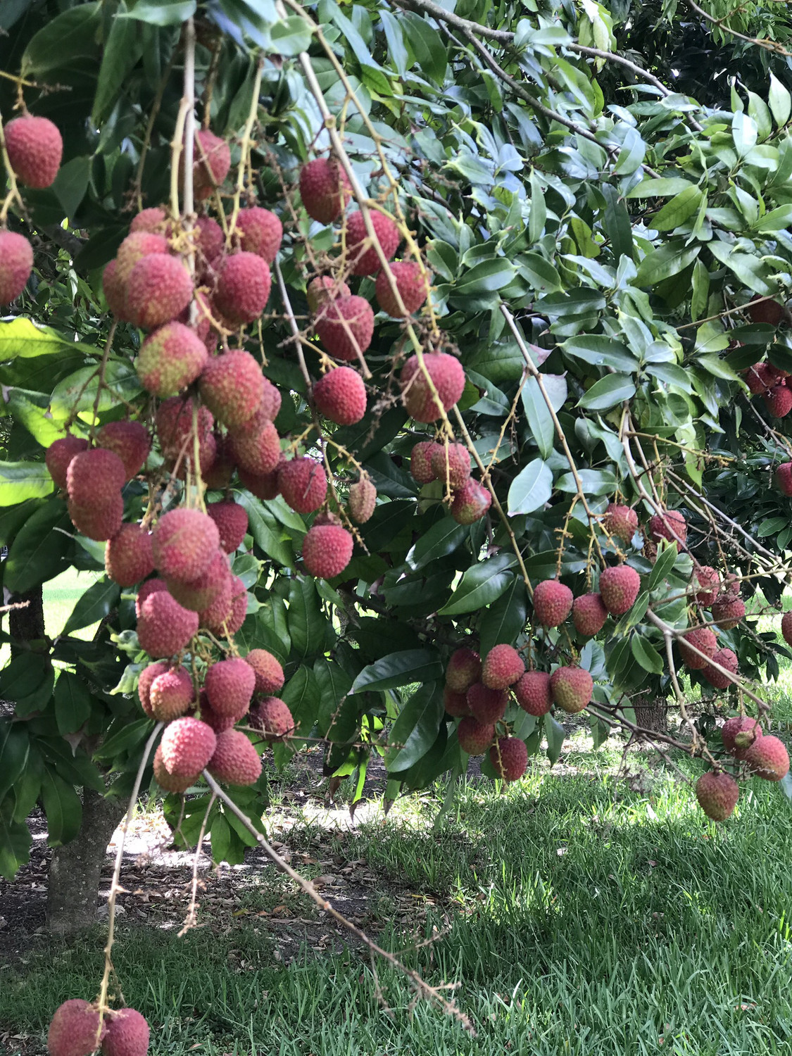 Lychee. 2 Lbs ($6.99 Per 1-LB). Fresh Picked - Summer- Florida ...