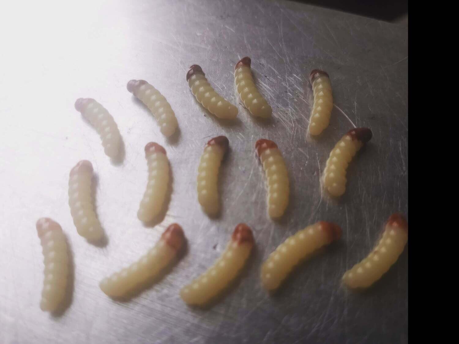 .5" Goldenrod grubs