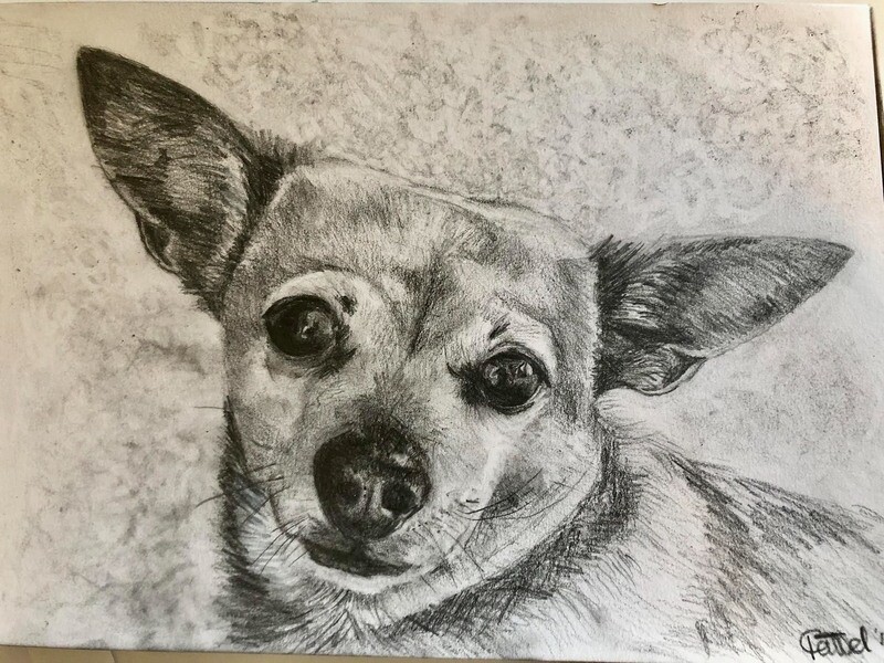 Graphite pet drawings