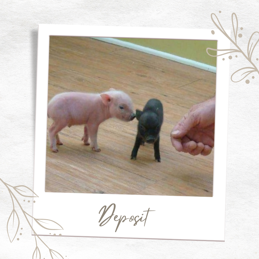 Pixie Shop - pixiepigs.com