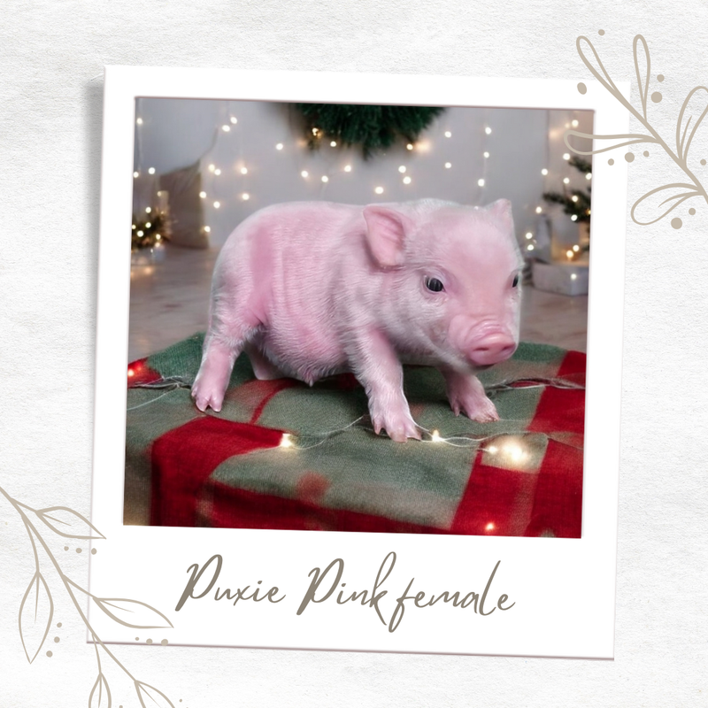 Pixie Shop - pixiepigs.com