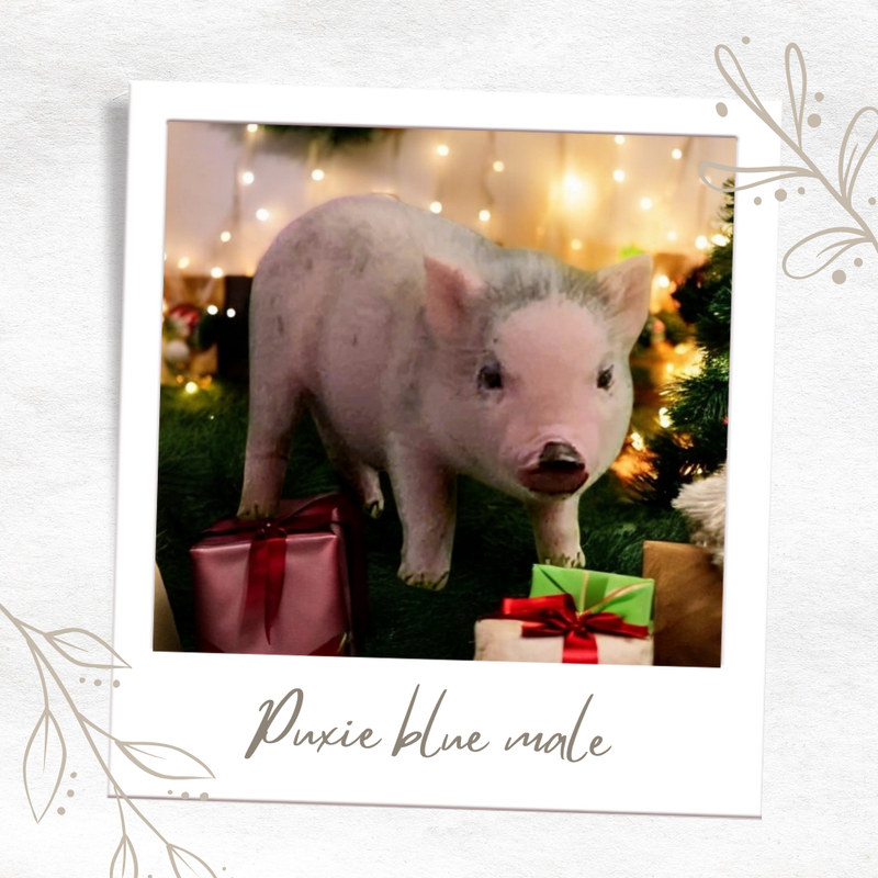 Pixie Shop - pixiepigs.com