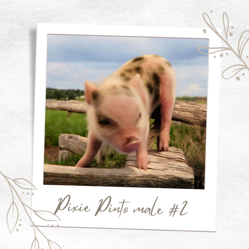 Pixie Shop - pixiepigs.com