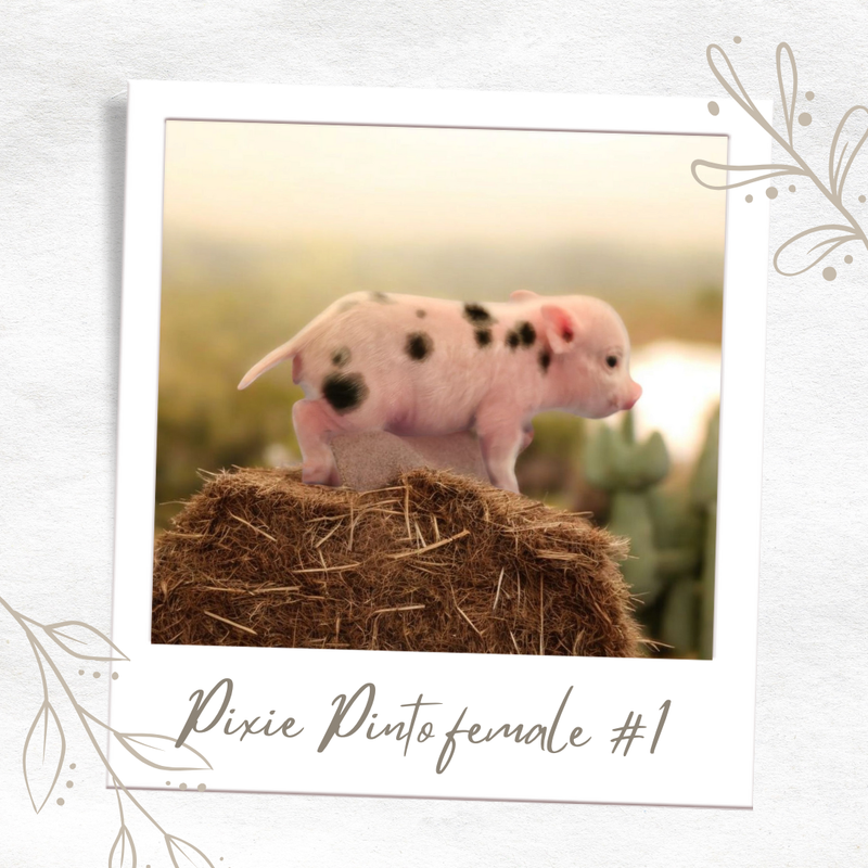 Pixie Shop - pixiepigs.com