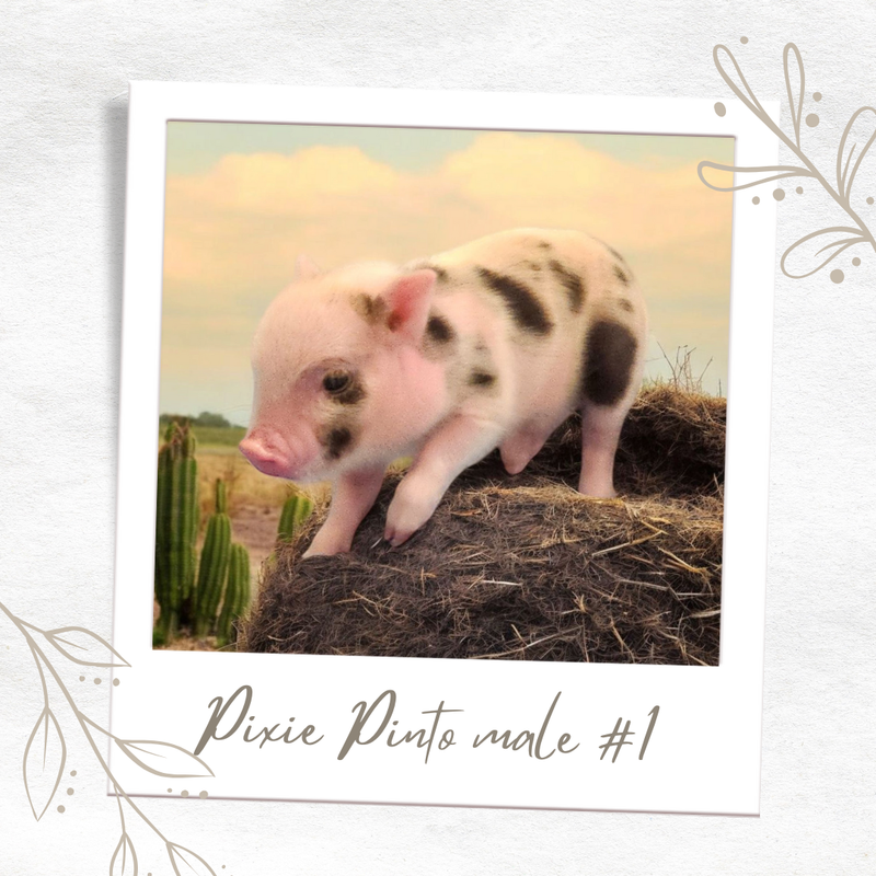 Pixie Shop - pixiepigs.com