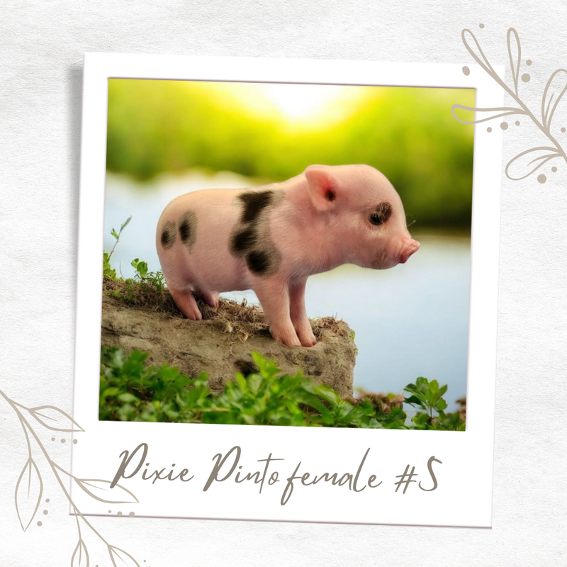 Pixie Shop - pixiepigs.com