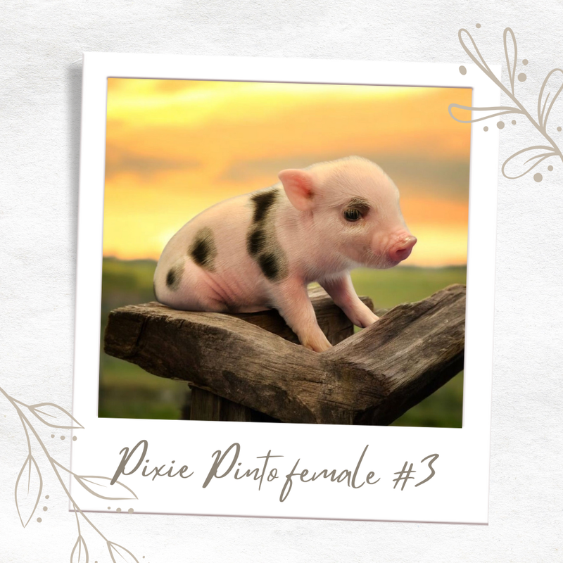 Pixie Shop - pixiepigs.com