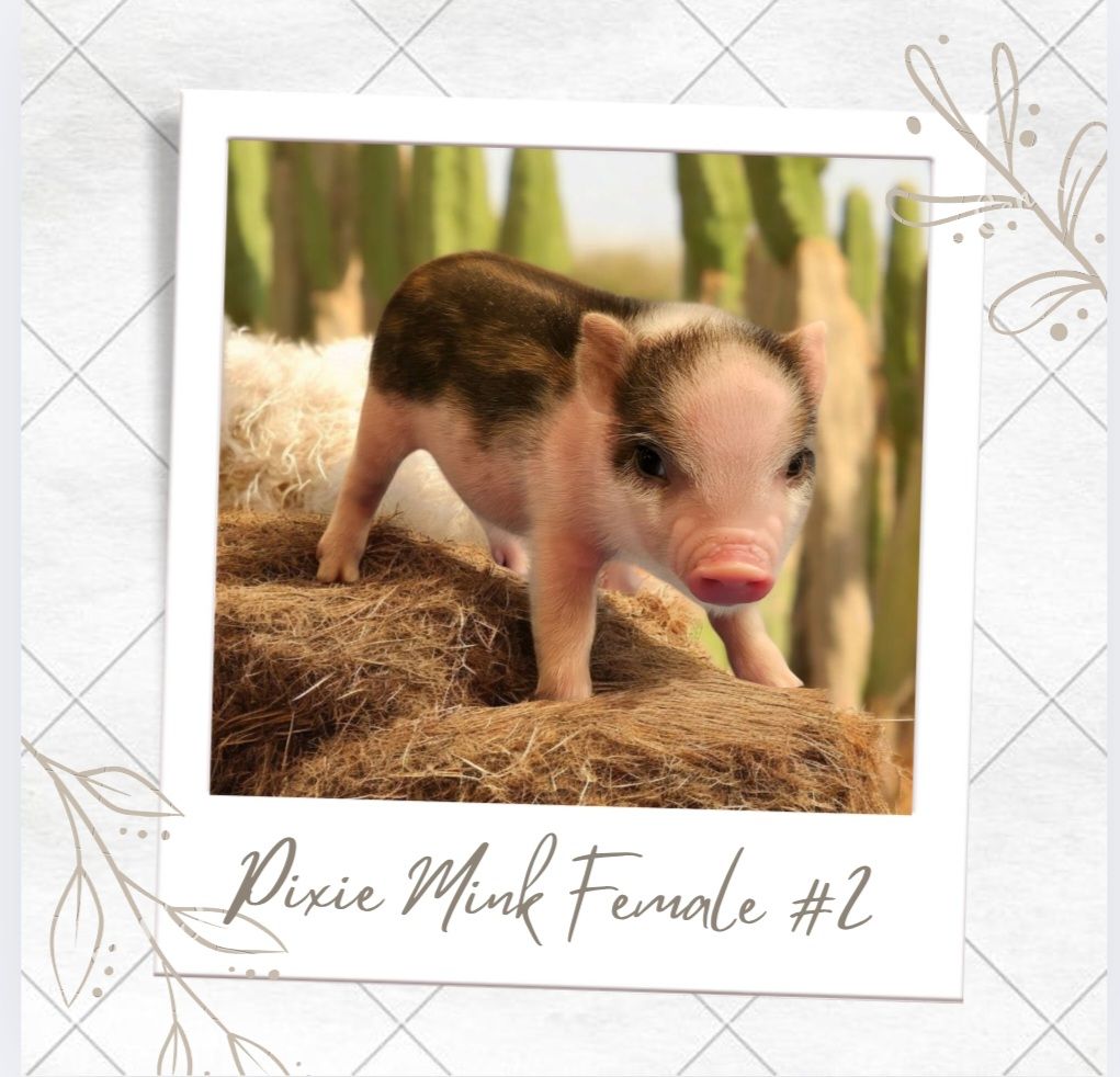 Pixie Shop - pixiepigs.com