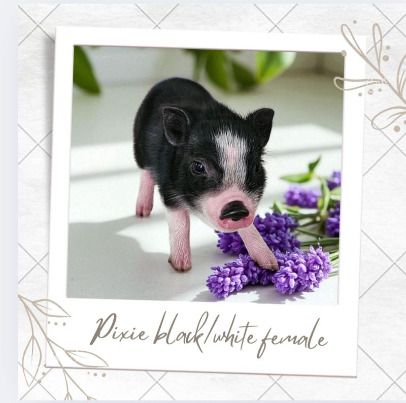 Pixie Shop - pixiepigs.com