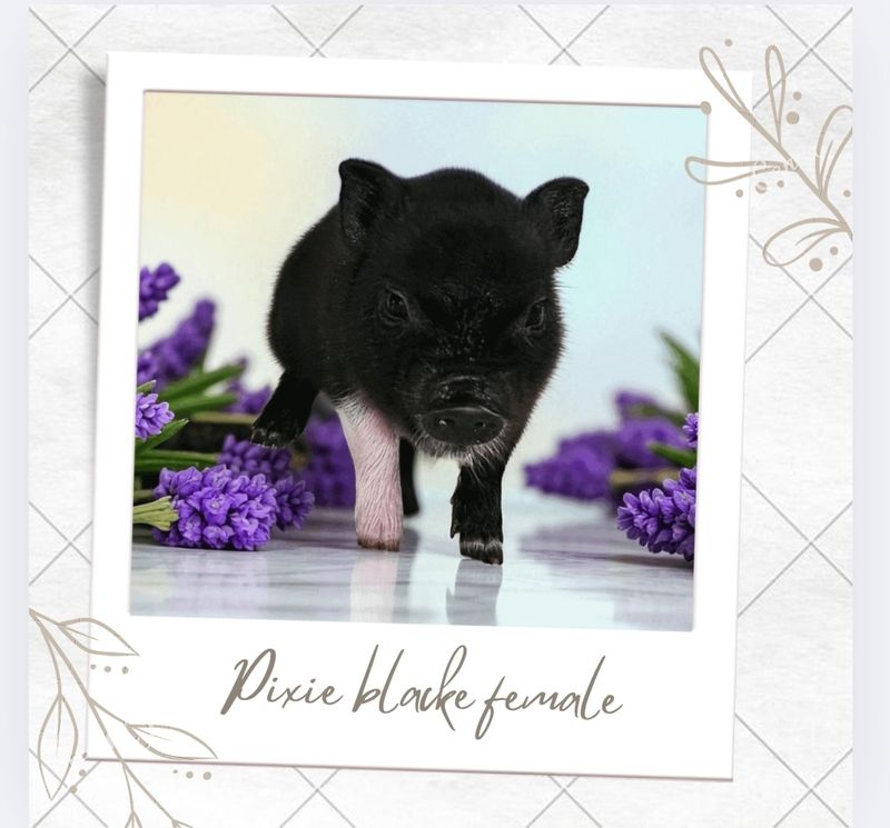 Pixie Shop - pixiepigs.com