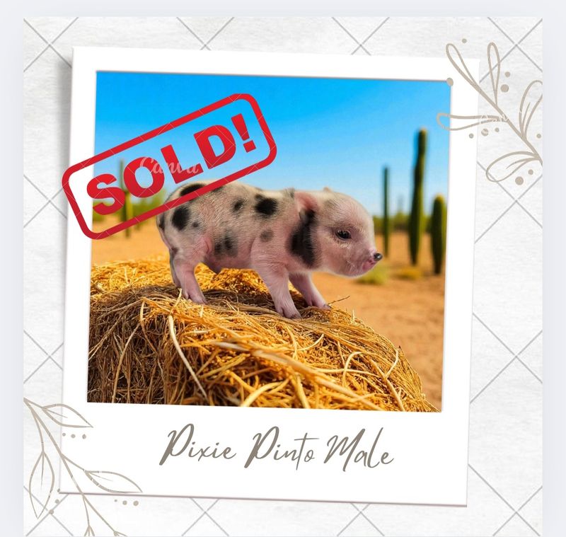 Pixie Shop - pixiepigs.com