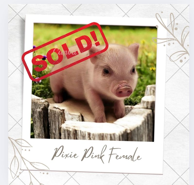 Pixie Shop - pixiepigs.com