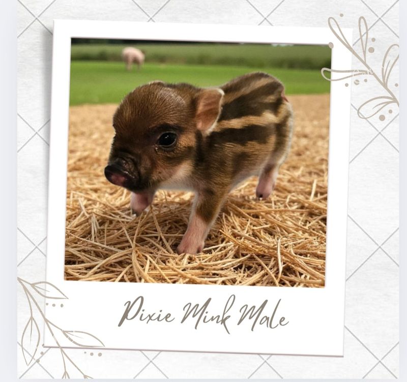 Pixie Shop - pixiepigs.com