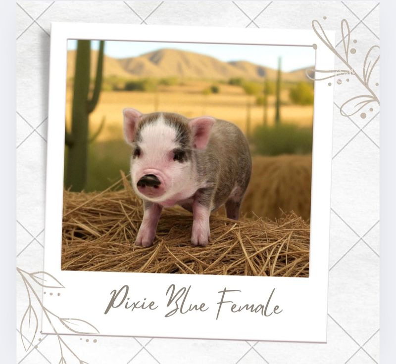 Pixie Shop - pixiepigs.com