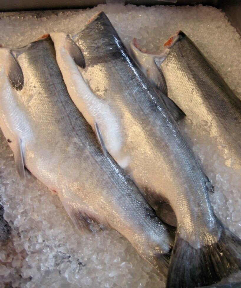 Whole Coho Salmon