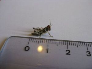 SMALL LOCUST