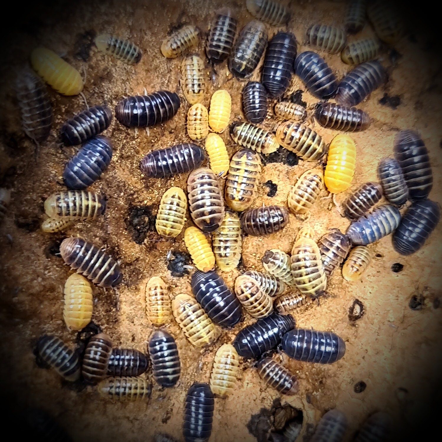 Armadillium Vulgare "Mocca" (40)