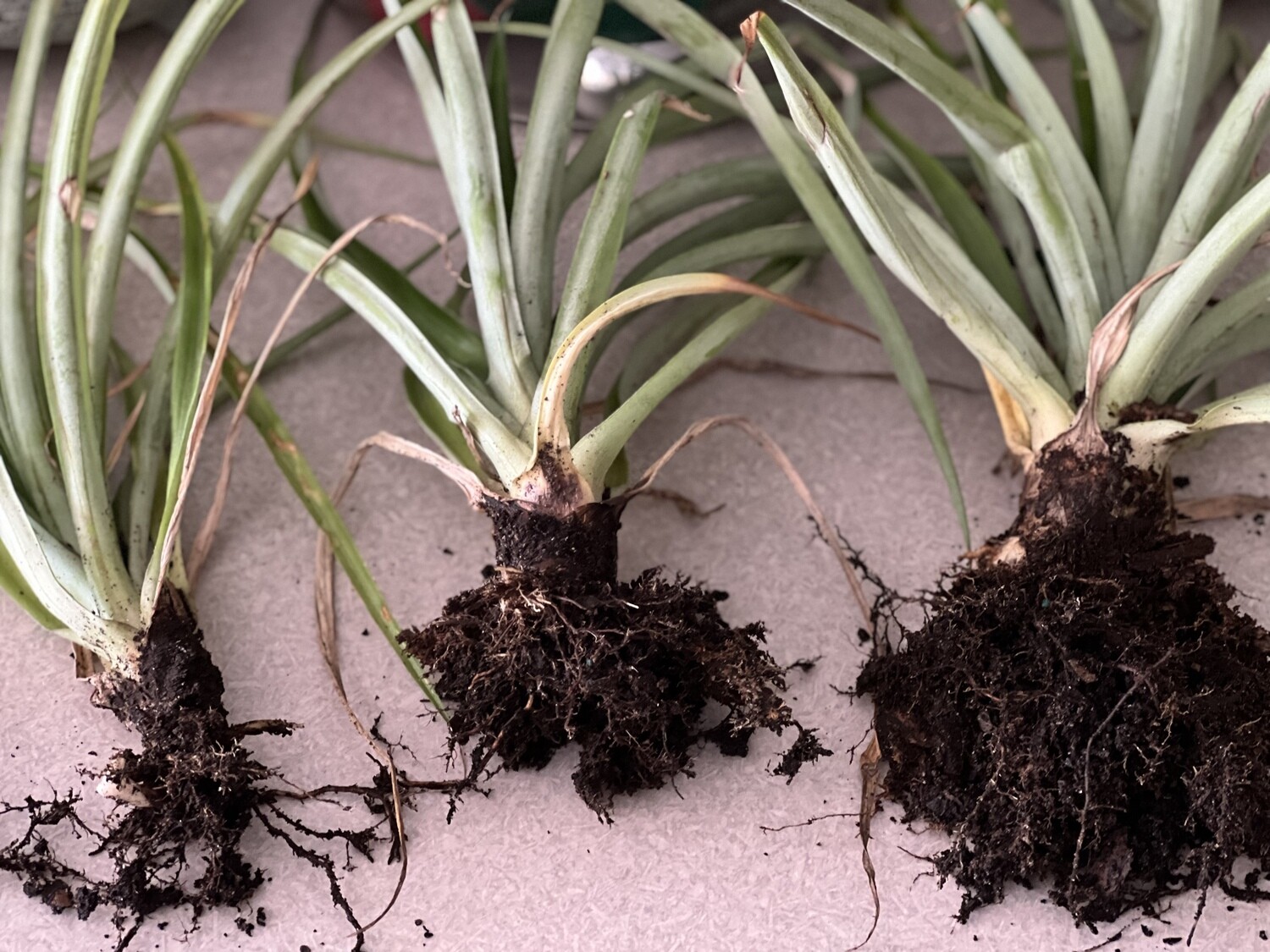 Store – LF73’s White Sugar Loaf Pineapple Plant