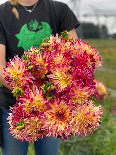 Bloomquist Calming Dahlia Tuber – Store – Triple Wren Farms