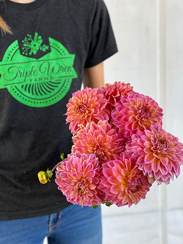 Bloomquist Dave Dahlia Tuber – Store – Triple Wren Farms