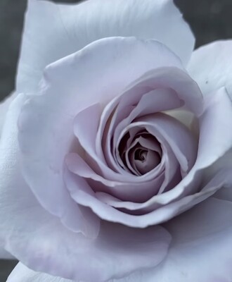 Potted Roses – Store – Triple Wren Farms