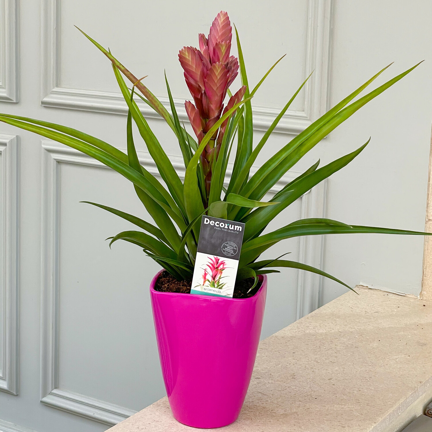 Bromelia