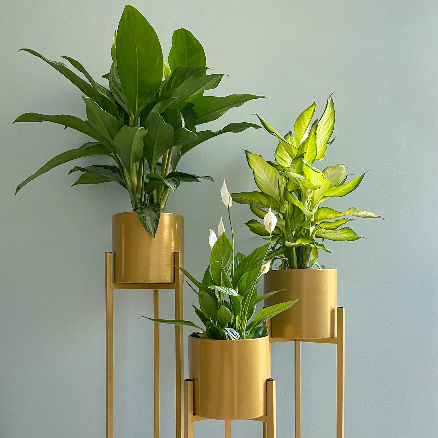 Flowers by Phyllis | Online Shop