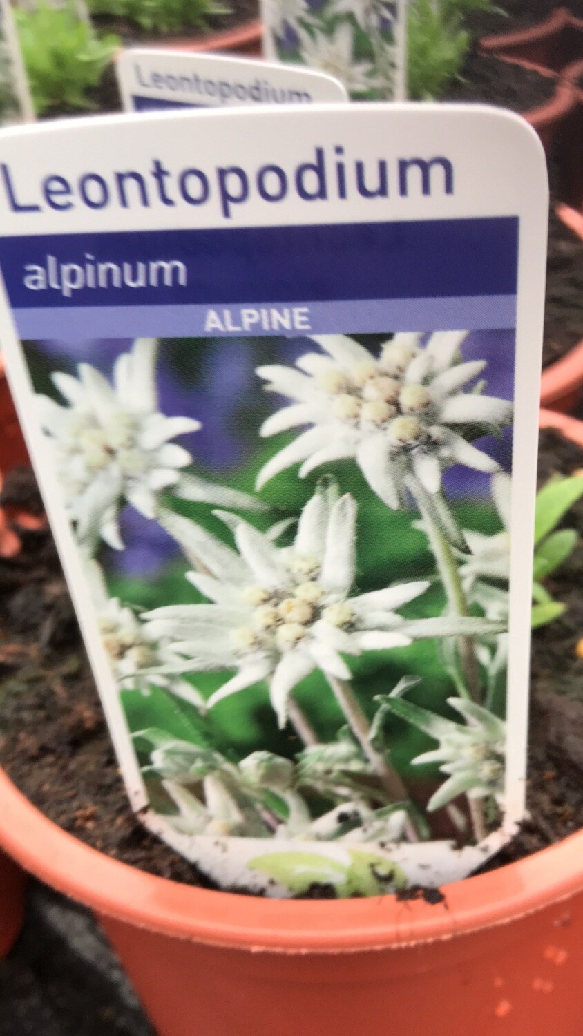 EDELWEISS National Flower Of Switzerland..perfect for rockeries and ...