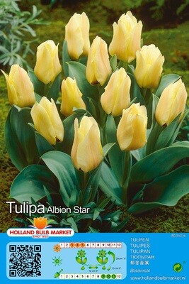 Dwarf Tulips