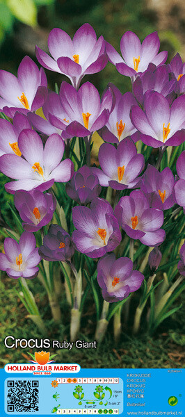10 Crocus Botanical Ruby Giant Bulbs