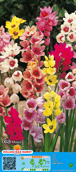 5 Ixia Mixed Bulbs