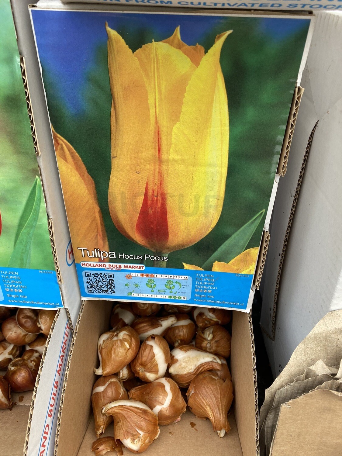 10 Tulip Hocus Pocus