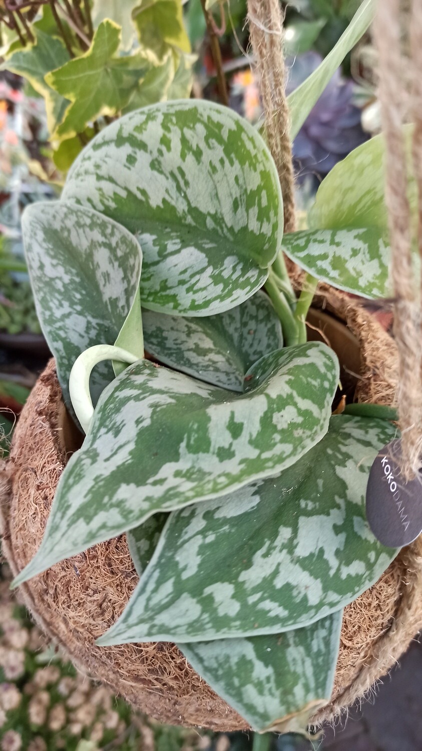 Scindapsus Marble Queen