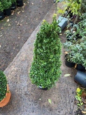 HEDGING AND SCREENING PLANTS