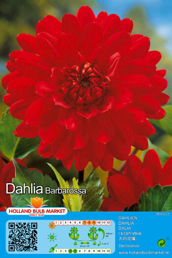 1 Tuber Dahlia Decorative Barbarossa