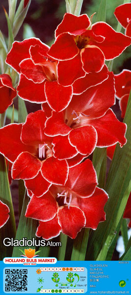 10 Dwarf Gladiolus Mini Atom