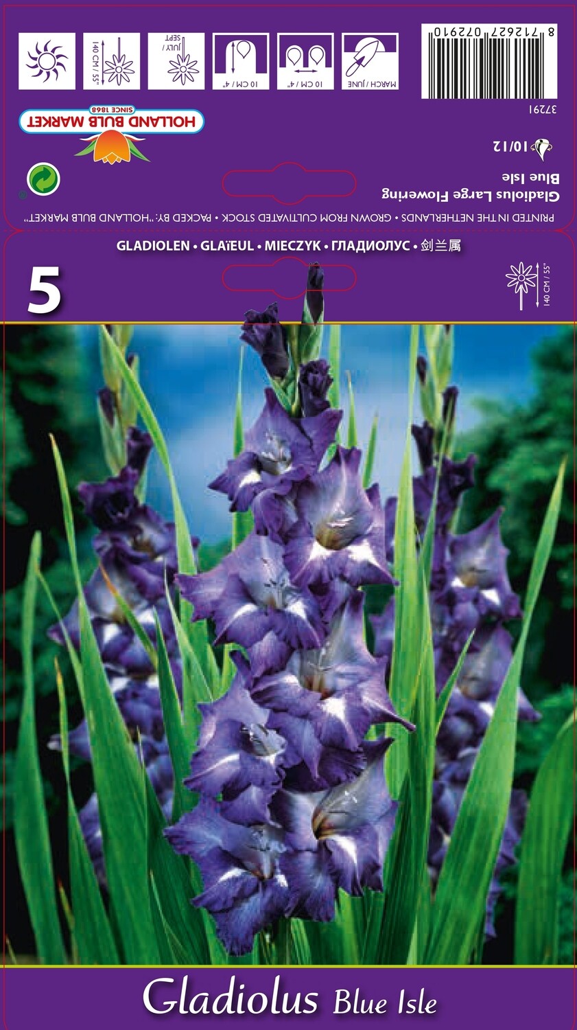 5 Gladiolus Blue Isle