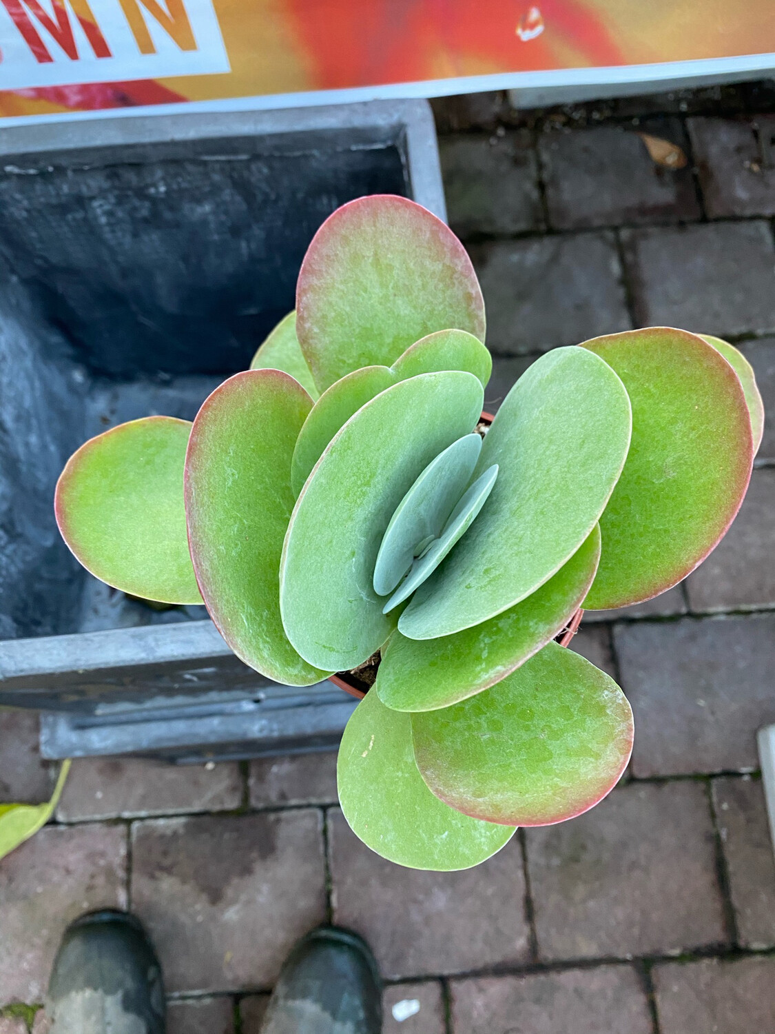 KALANCHOE RED LIPS indoor Paddle Plant with red edged leaves