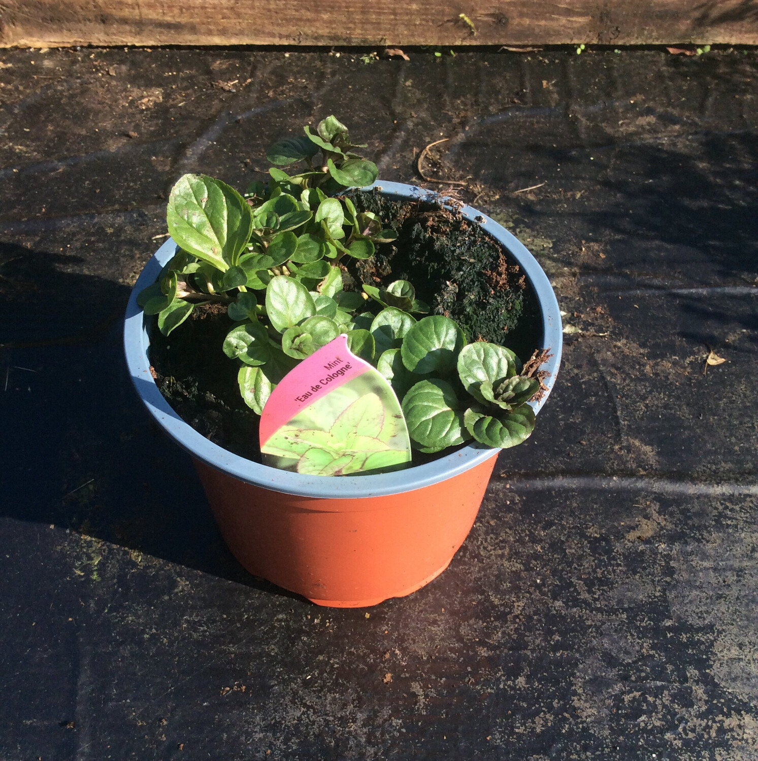 Mint 'Eau De Cologne'