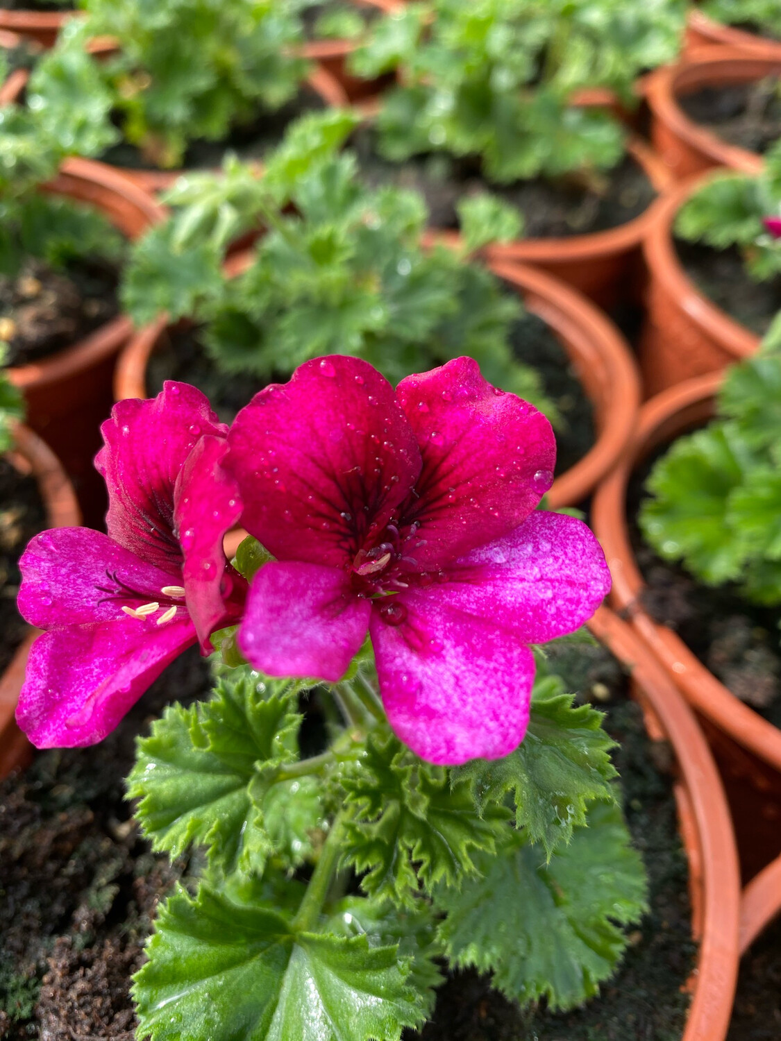 PELARGONIUM FLORELLA PURPLE