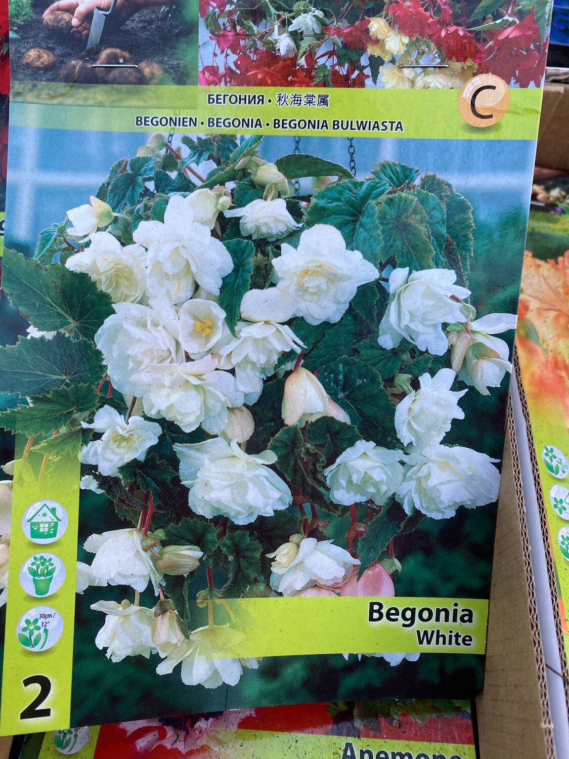 2 Tubers Trailing Begonia White