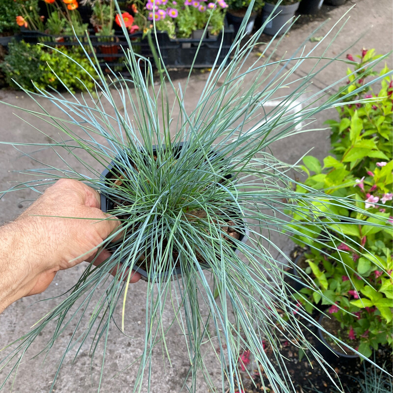 ORNAMENTAL GRASSES