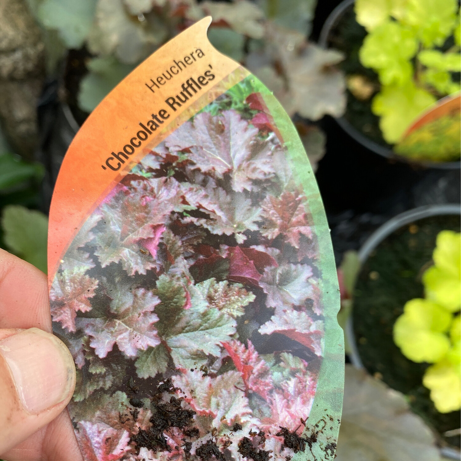 Heuchera Chocolate Ruffles
