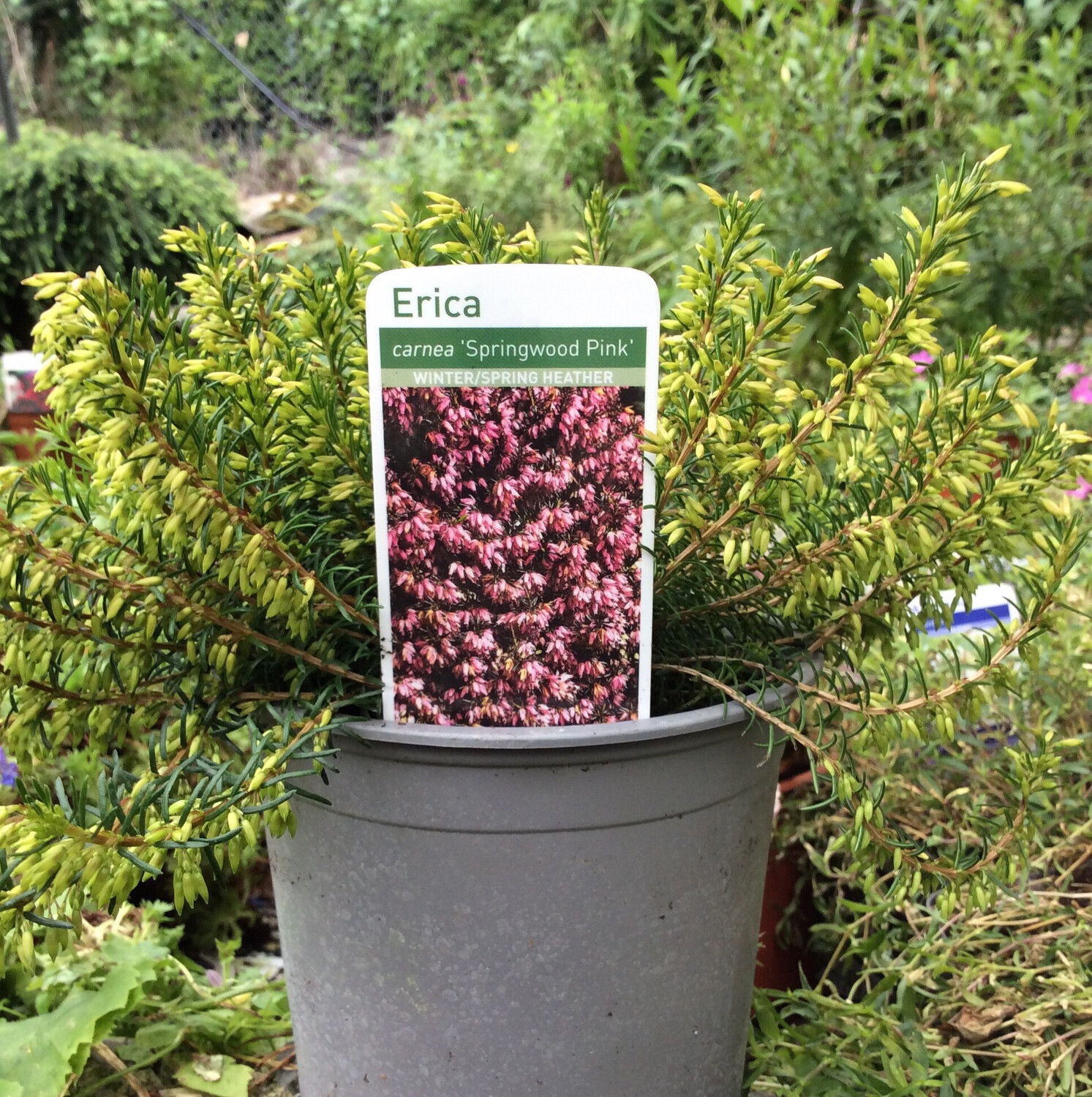 Erica Carnea Springwood Pink