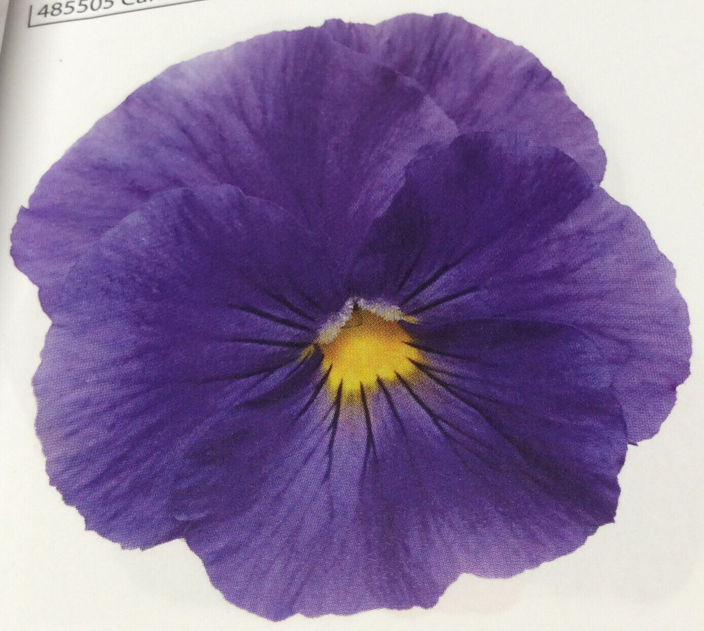 Pansy True Blue
